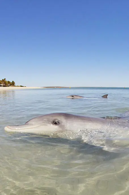 Denham Seaside Holiday Park | Tasman Holiday Parks